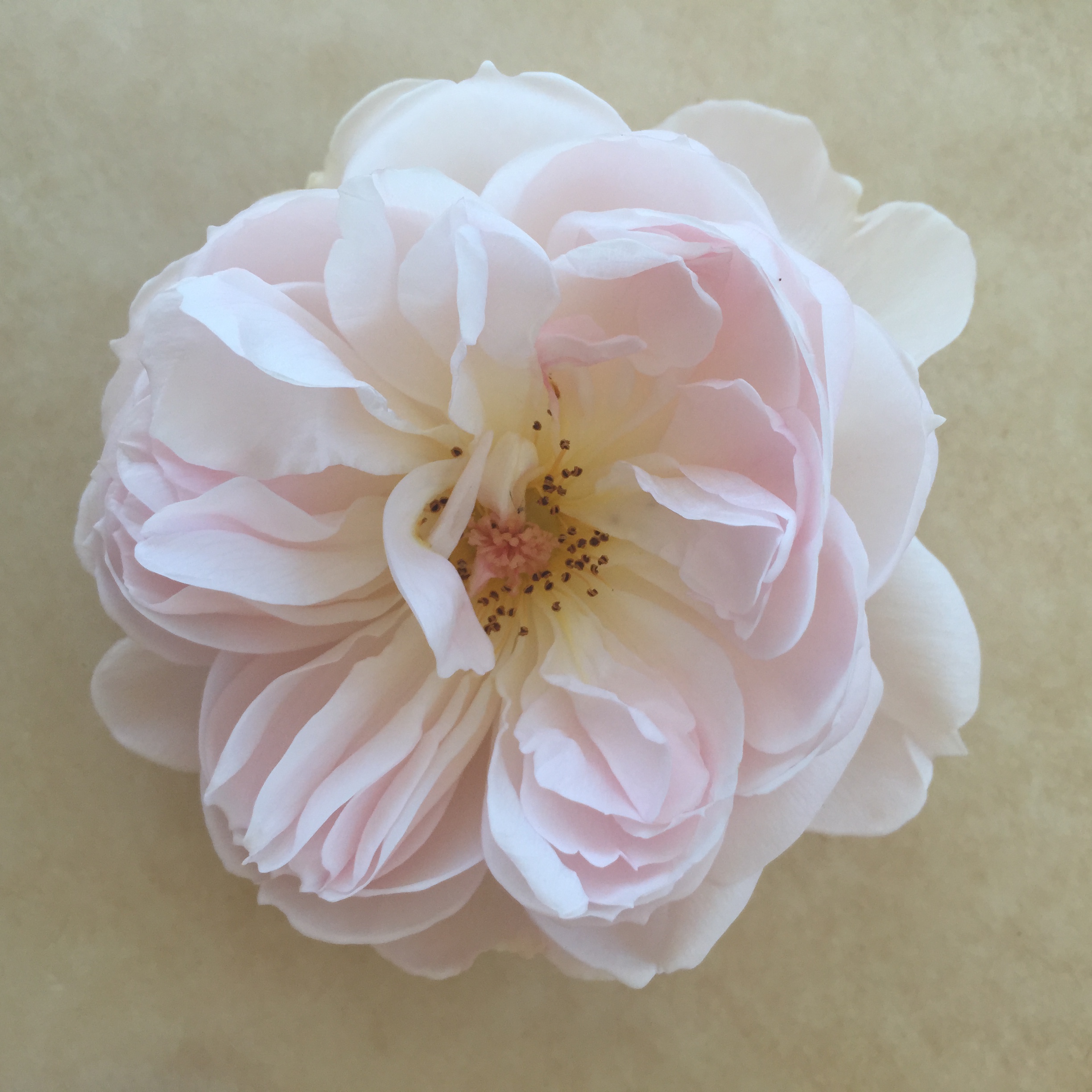 Rose Scented Oil – How To Make Your Own | Essential Oils and You