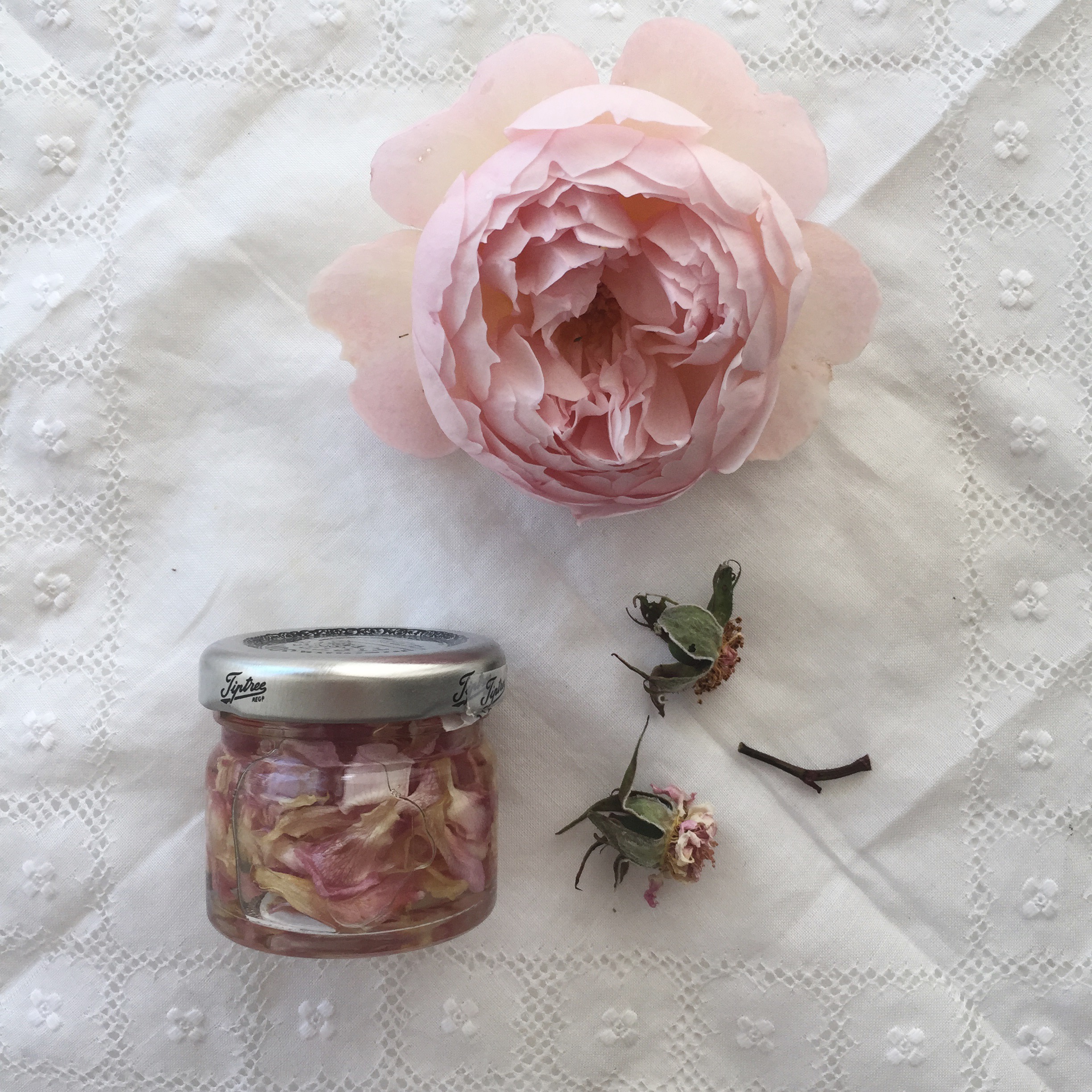 Rose Scented Oil – How To Make Your Own | Essential Oils and You